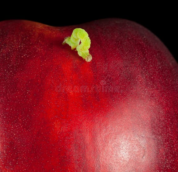 Macro of Codling Moth Caterpillar on Ripe Peach Stock Image - Image of ...