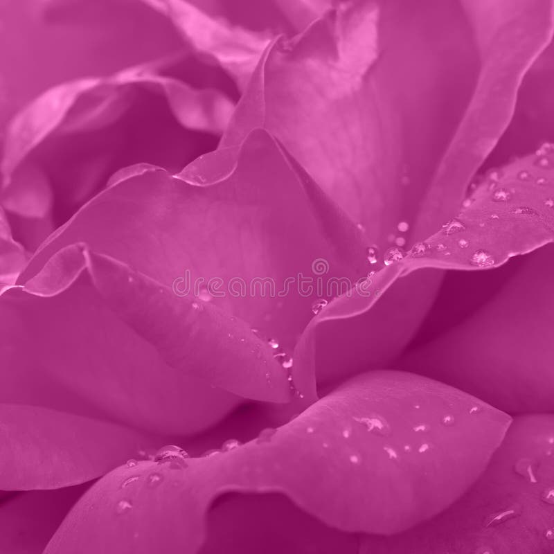 Macro Color De Rosa De La Violeta Foto de archivo - Imagen de planta ...