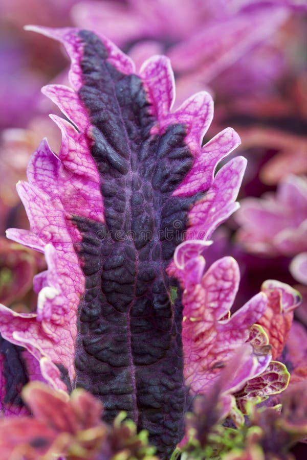 Fancy Coleus stock image. Image of colorful, botany, foliage - 24188605