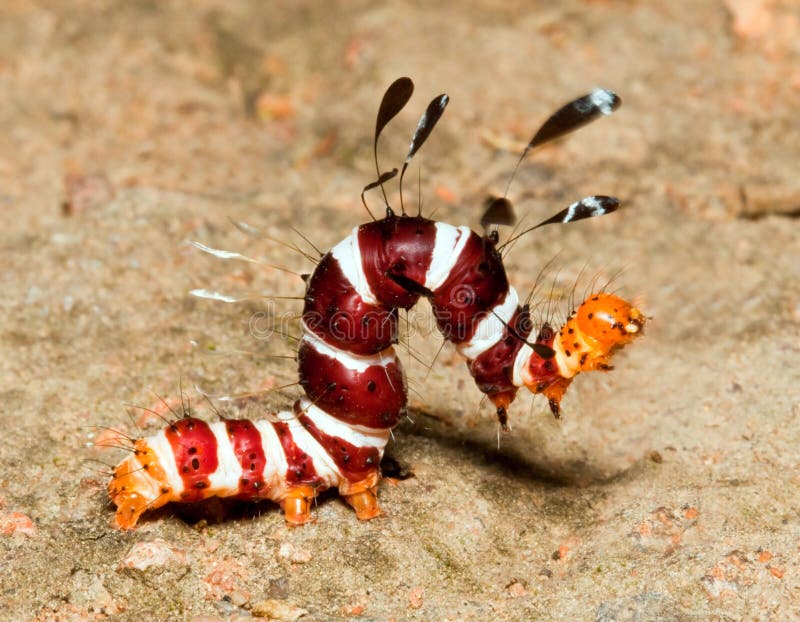 Macro of Colourful Hairy Worm Stock Image - Image of beauty, movement ...