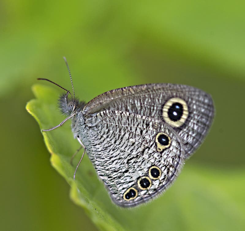 Common Four-ring Butterfly on the Blur Background Stock Photo - Image ...