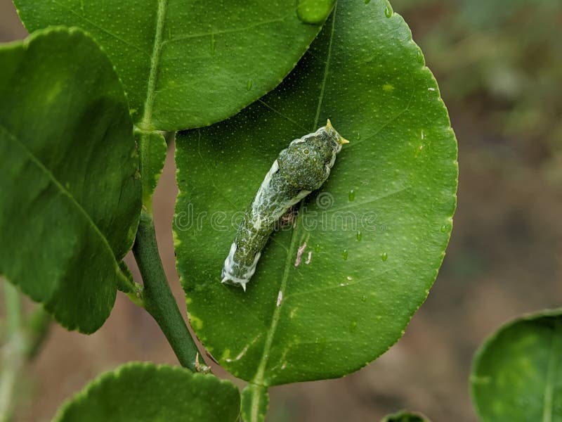 Macro of Common Mormon Larva Stock Photo - Image of flower, common ...