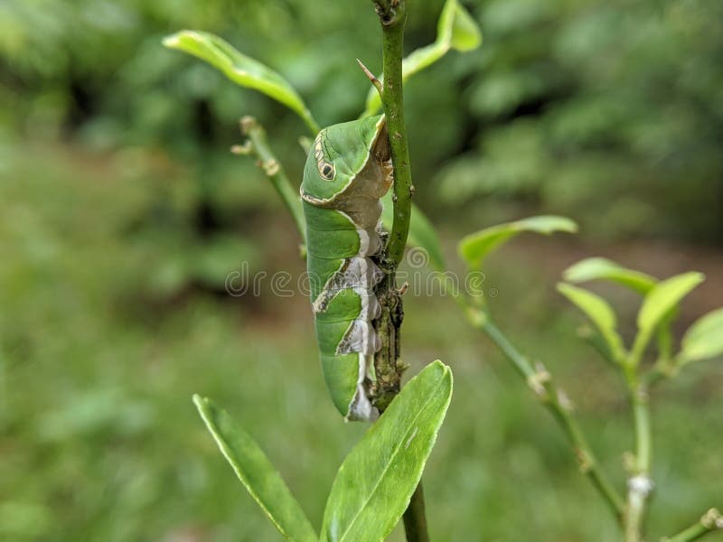 Macro of Common Mormon Larva Stock Photo - Image of arthropod, insect ...