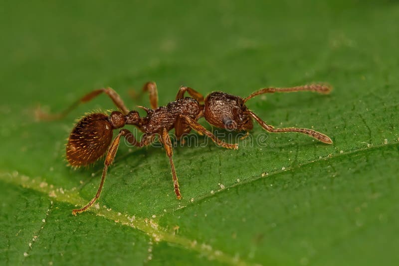 Macro of a Common Red Ant on a Leaf Stock Photo - Image of bright ...