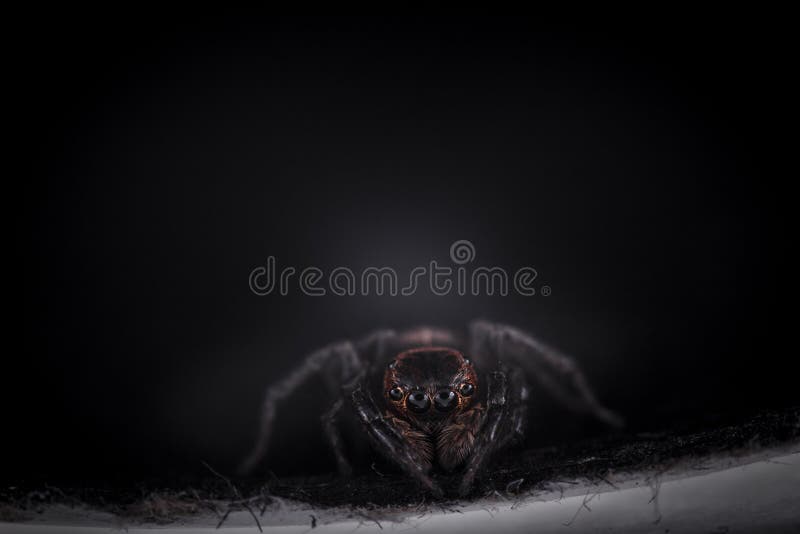 Macro on Common Tropical House Spider Straignt on Frontal View with ...