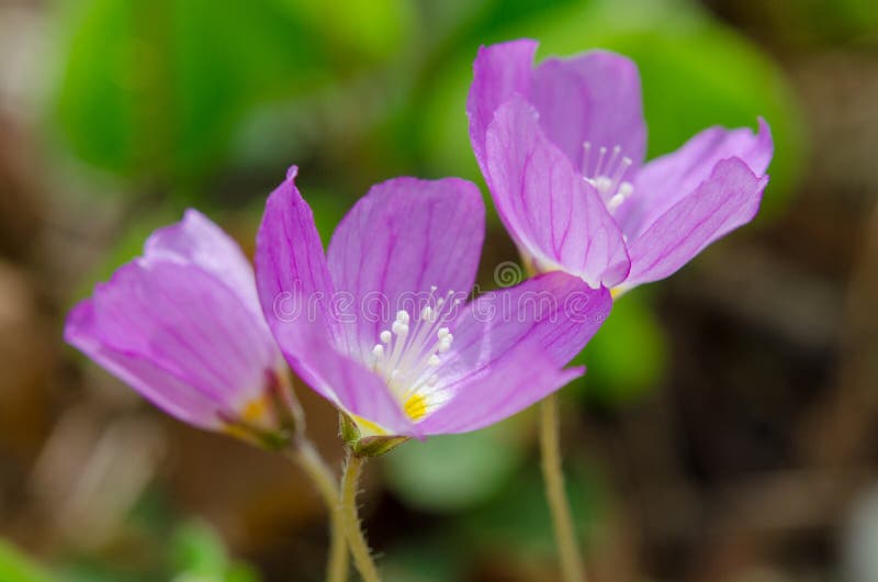 Macro Comum Da Flor Do Rosa Do Acetosella De Oxalis Da Azeda De Madeira ...