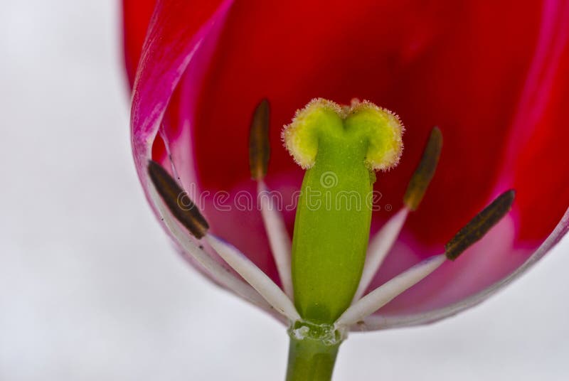 Macro Concept Photo of a Flower Pistil Stock Image - Image of blossom ...