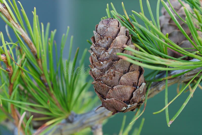 Macro of Cone Bracts on a Larch Branch with Blue Background Stock Photo ...