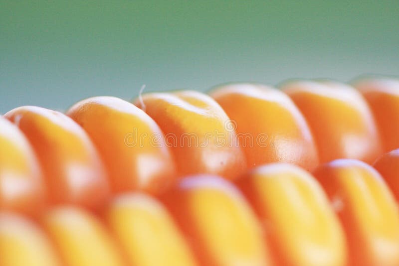 Macro corn stock image. Image of fall, isolated, grain - 8297311