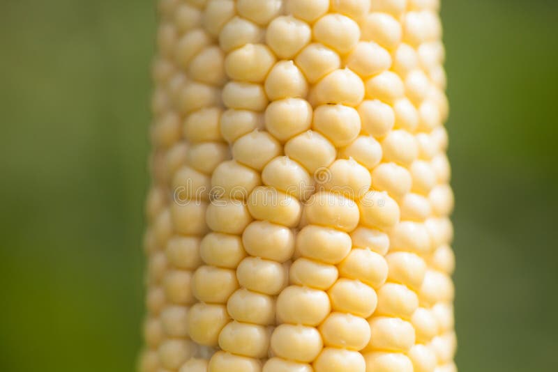 Macro of a corn stock photo. Image of flour, pattern - 160966638