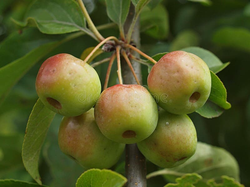 Ornamental Apple Tree With Lots Of Apples Stock Image - Image of ...
