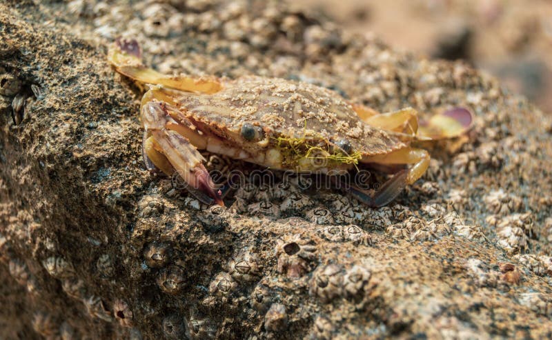 Macro of a Crab Covered with Moss on a Rock Stock Photo - Image of ...