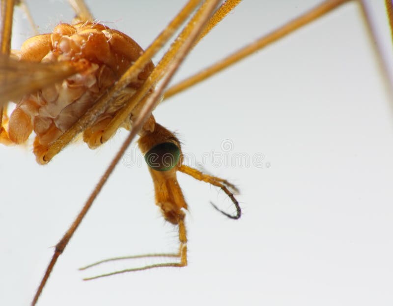 Macro of a Crane Fly stock photo. Image of crane, feeler - 15573820