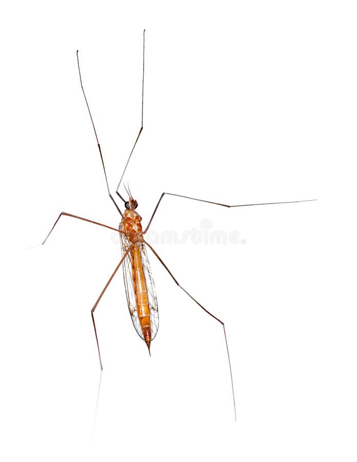 Macro of a Crane Fly from Underside Stock Photo - Image of brown ...