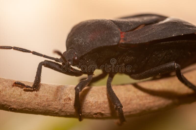 Black beetle stock image. Image of arthropod, facet - 181683929