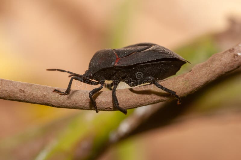 Black beetle stock image. Image of close, wild, living - 181683947