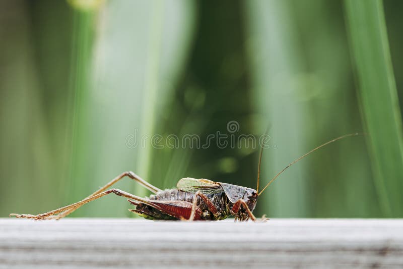 Macro of a Cricket in Nature Stock Image - Image of isolated, animal ...