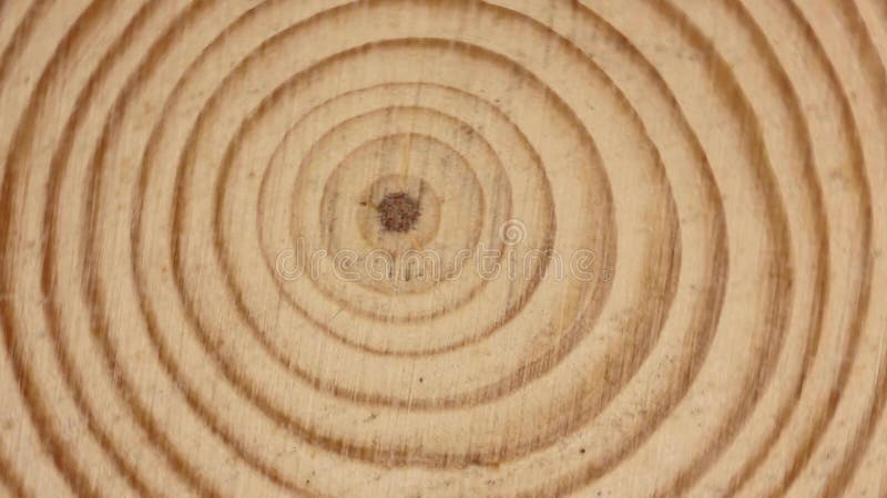 Macro of Cross Section of Tree Branch with Rings Stock Video - Video of ...