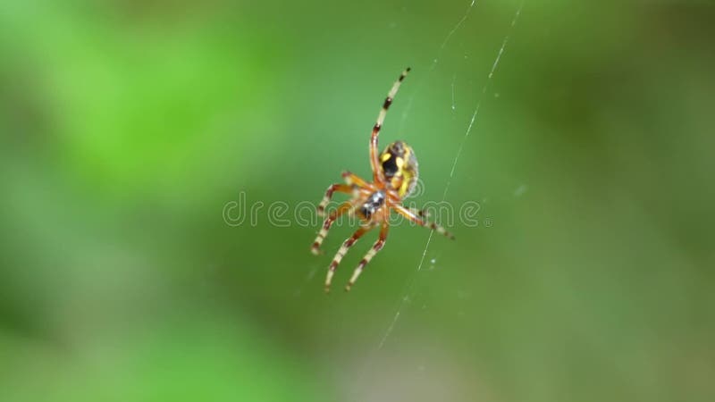 Spider walks on spider web stock video. Video of insect - 293315201