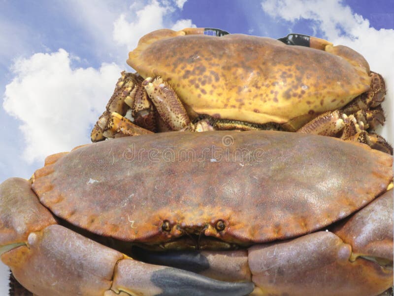 Macro of Crustacean Spider Crab S Face Stock Photo - Image of tropical ...
