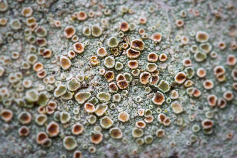 Macro del lichene immagine stock. Immagine di vita, macro - 30467253