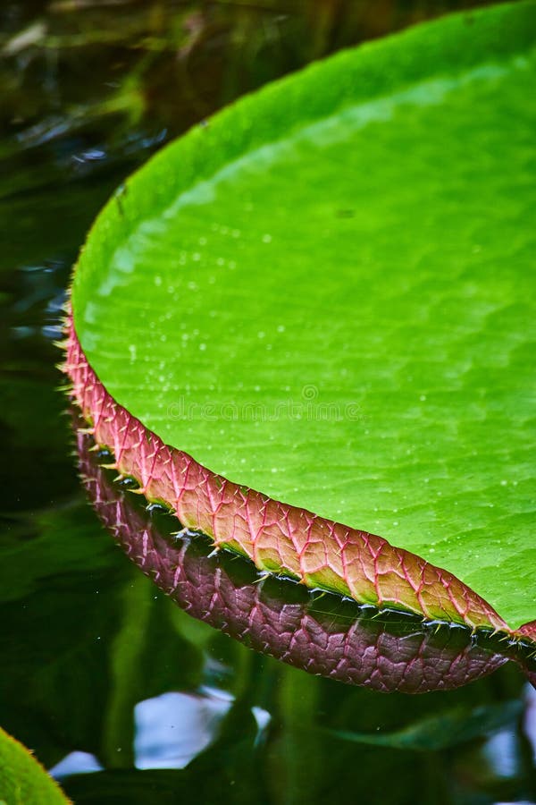 Macro of Curled Spiky Edge of Waterlily on Surface of Water Stock Photo ...