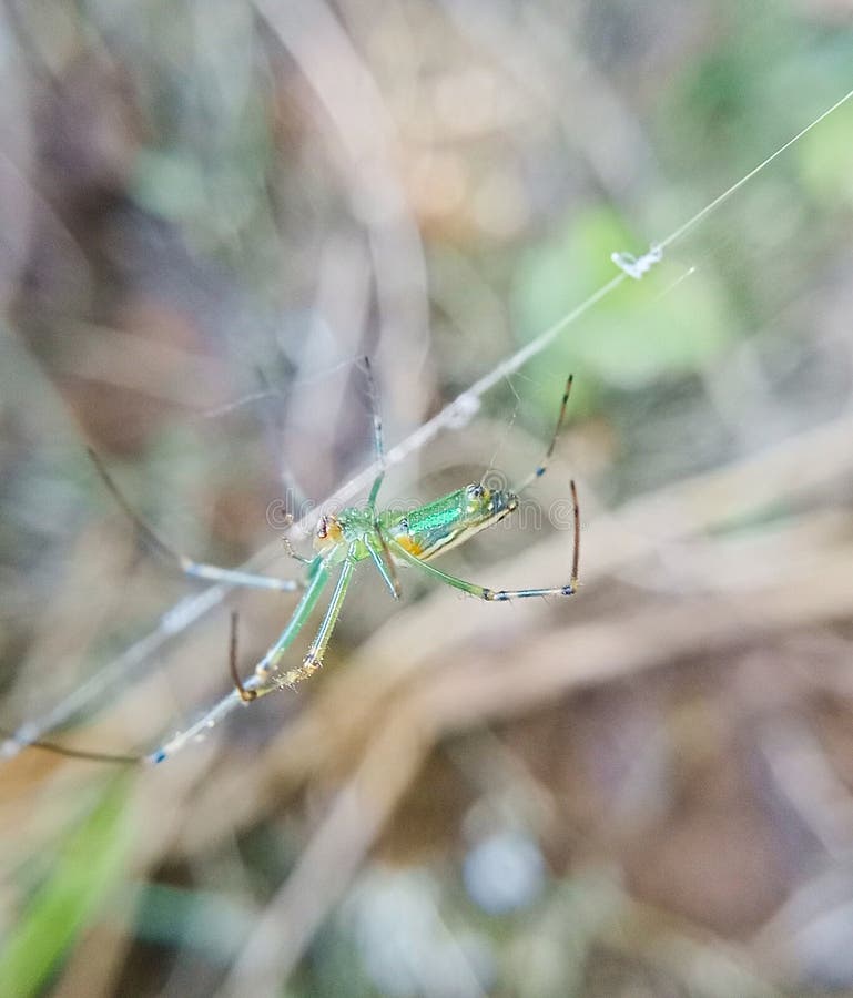 This is a Macro of a Cute Little Spider Stock Photo - Image of spider ...