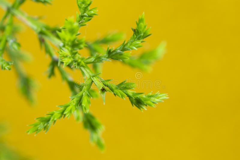 Macro of Cypress Tree Branch in the Hedge Stock Photo - Image of ...