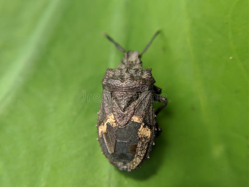 Macro D'insecte Puant Sur Les Feuilles Vertes Photo stock - Image du ...