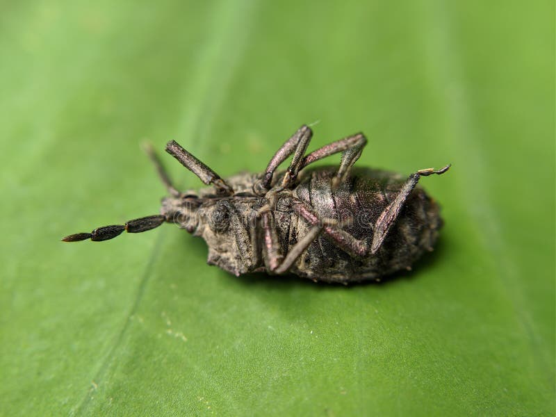 Macro D'insecte Puant Sur Les Feuilles Vertes Photo stock - Image du ...