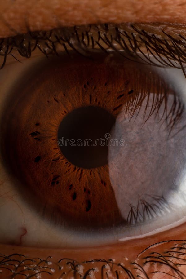 Macro D'un Beau Brun Iris Fascinant D'oeil Humain Image stock - Image ...