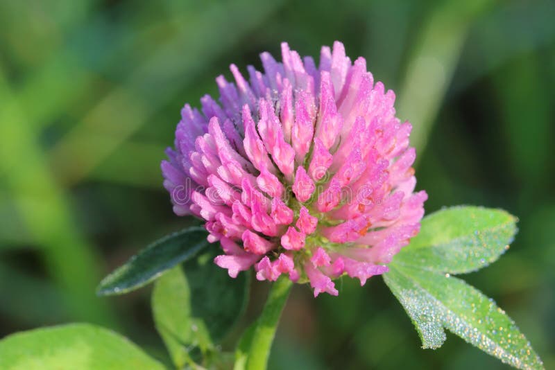 Trèfle rose photo stock. Image du pétale, flore, fleur - 5118132