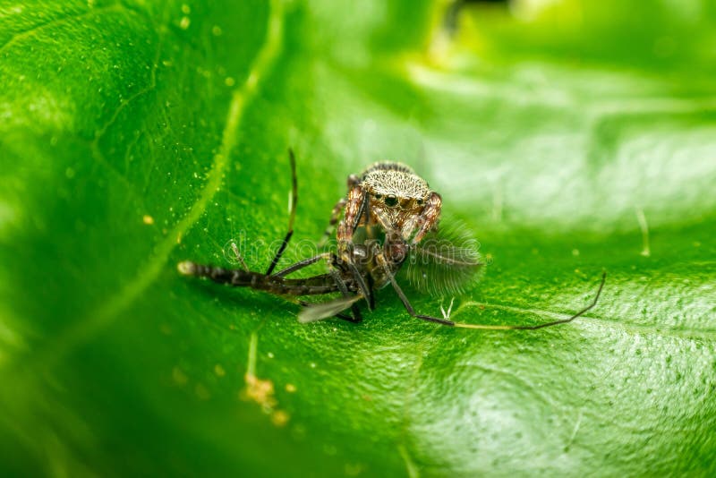 Macro Da Aranha Que Come O Mosquito Foto de Stock - Imagem de sangue ...