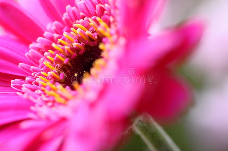 Macro Da Flor Cor-de-rosa Da Margarida Imagem de Stock - Imagem de ...