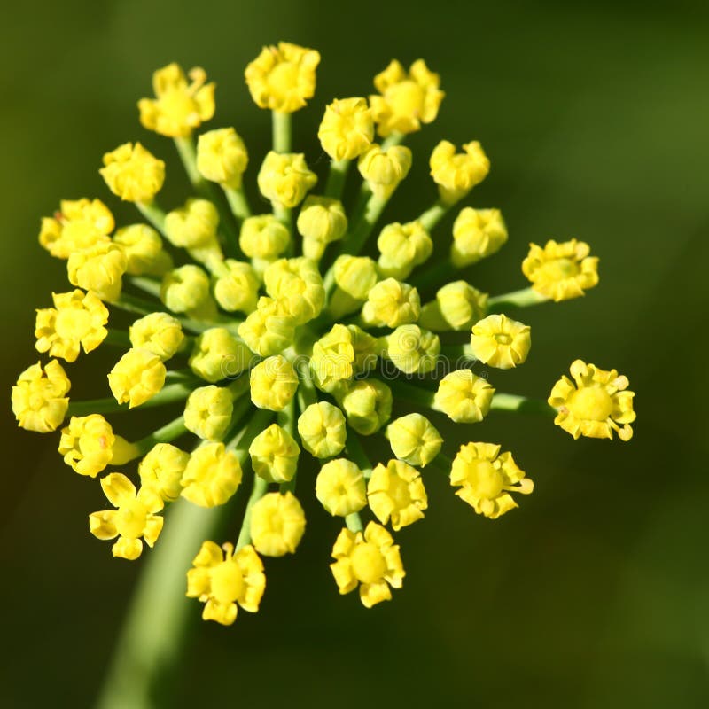 Flor De Erva Doce Fotos De Stock - Baixe 1,338 Fotos Royalty Free
