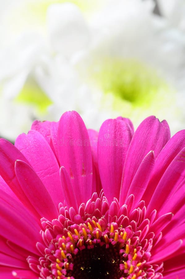 Macro Da Margarida Cor-de-rosa Da Flor Foto de Stock - Imagem de ...