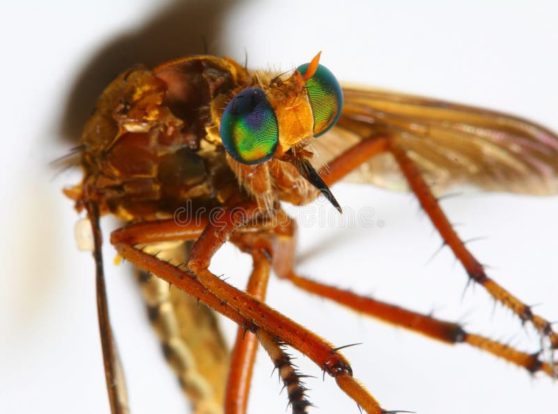Macro da mosca de cavalo foto de stock. Imagem de olhos - 5567510