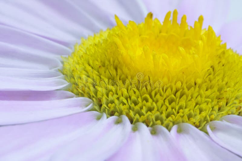 Macro daisy stock photo. Image of yellow, spring, attractive - 10737532
