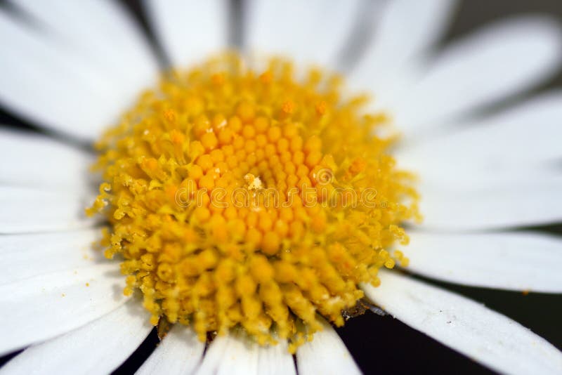 Daisy Picture. Image: 2610020