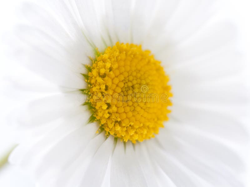 Macro daisy stock photo. Image of bloom, stamen, plant - 103910196
