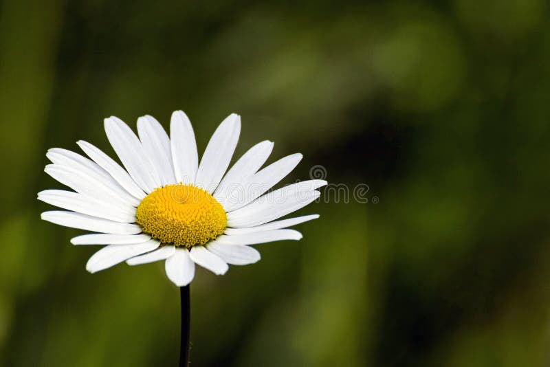 Macro daisy stock image. Image of cute, elegant, floral - 5243035