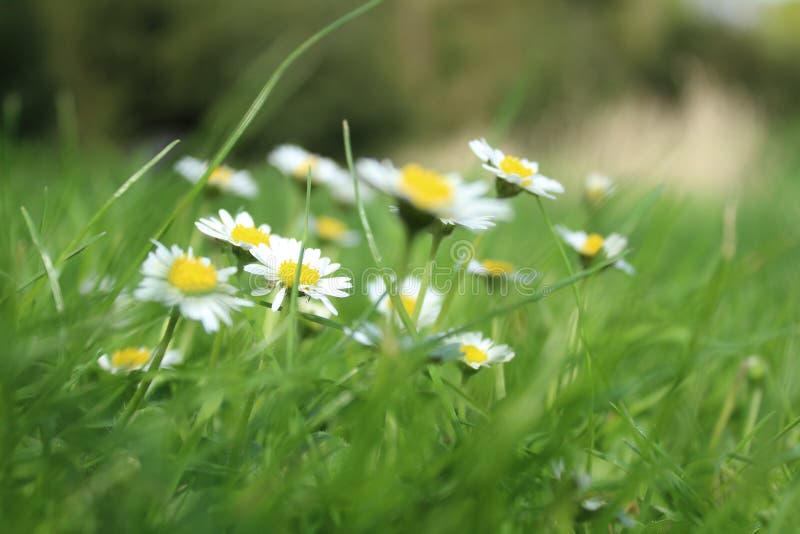 Daisy field stock photo. Image of daisy, field, fields - 125241158