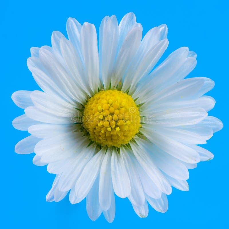Macro daisy stock image. Image of cute, elegant, floral - 5243035