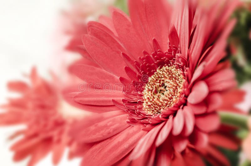 Macro daisy flower stock photo. Image of detail, droplets - 32930868