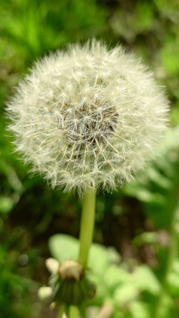 Macro Dandelion Flower with Seeds Blown by the Spring Wind Stock Image ...