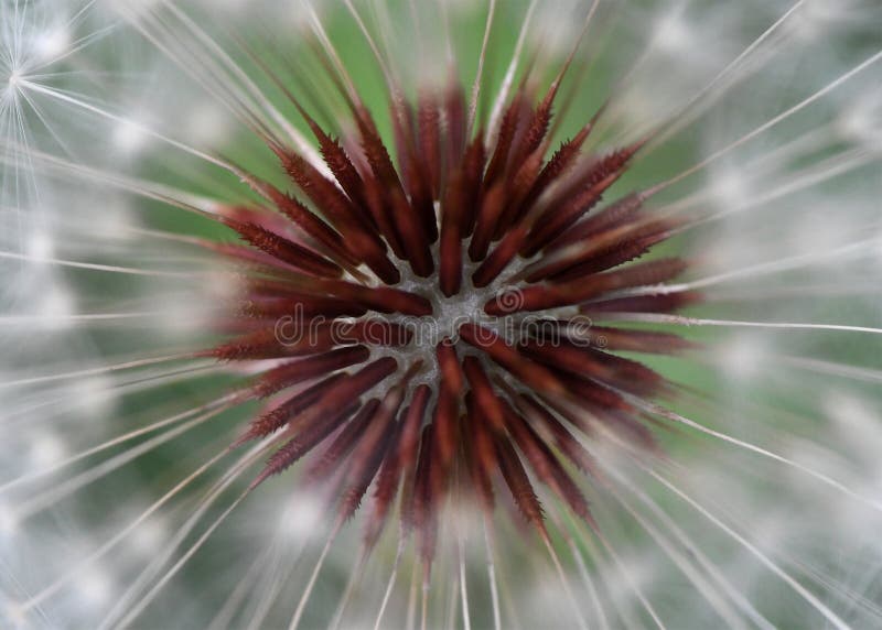 Macro of a dandelion head stock photo. Image of round - 130420386