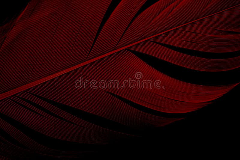Macro of Dark Red Bird Feather Texture on Black Background. Stock Photo ...
