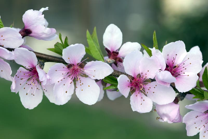 Flor Bonita Do Pêssego Em China Imagem de Stock - Imagem de porcelana ...