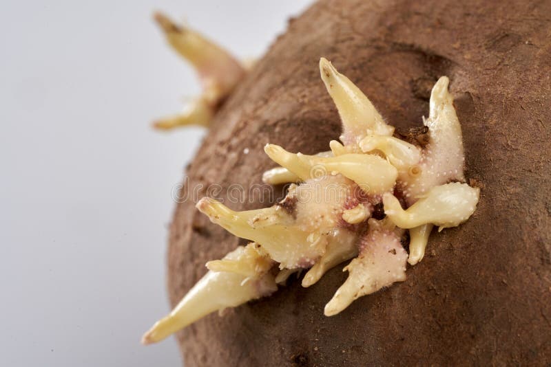 Broto Da Batata Que Cresce Na Terra Imagem de Stock - Imagem de sujeira ...