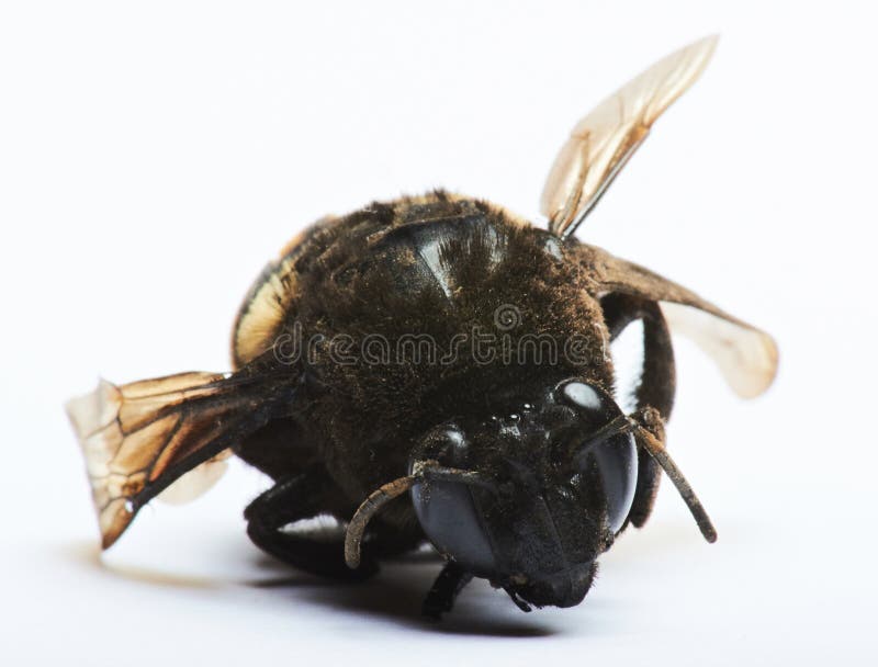 Macro de piqûre de bourdon photo stock. Image du fond - 70632542